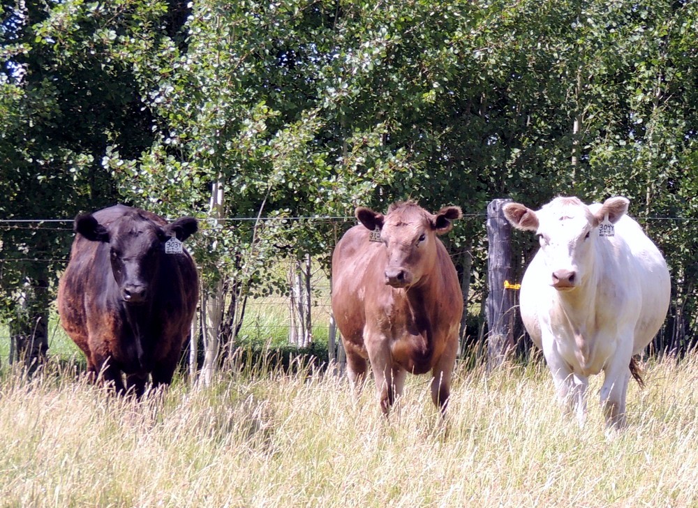 Murray Grey Cows