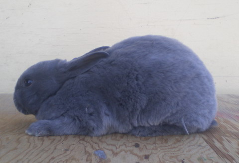 Dogs and Rabbits | Murray Grey Cows