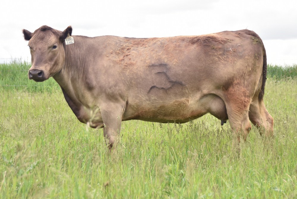 Females | Murray Grey Cows