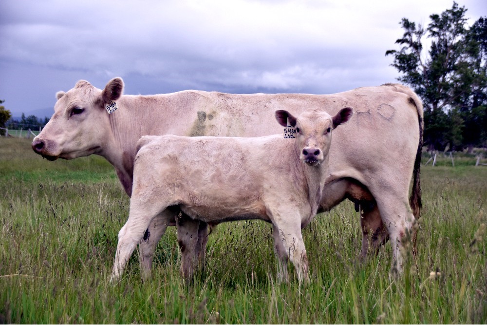 Females | Murray Grey Cows