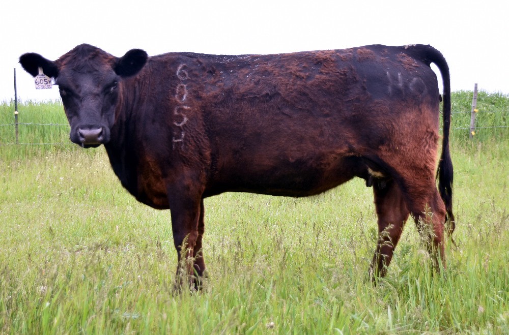 Females | Murray Grey Cows