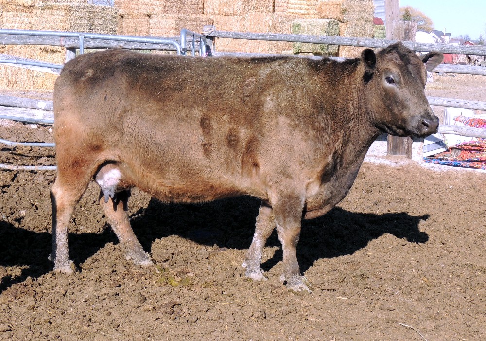 Females | Murray Grey Cows